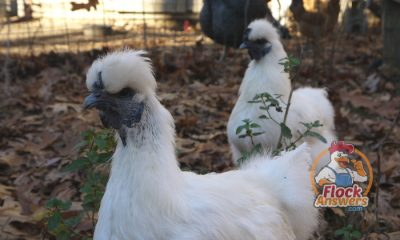 How To Get NPIP Certified - Backyard Poultry